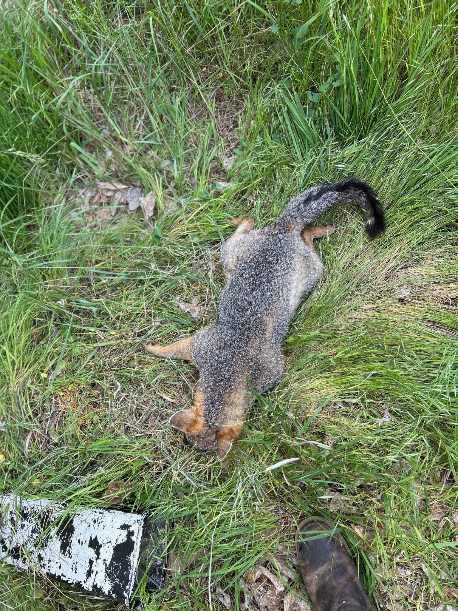 Nuisance Animal Control Thorp Outdoors
